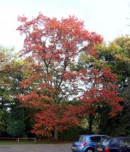 The Definitive List of British Oak Trees & Their History | EHBP