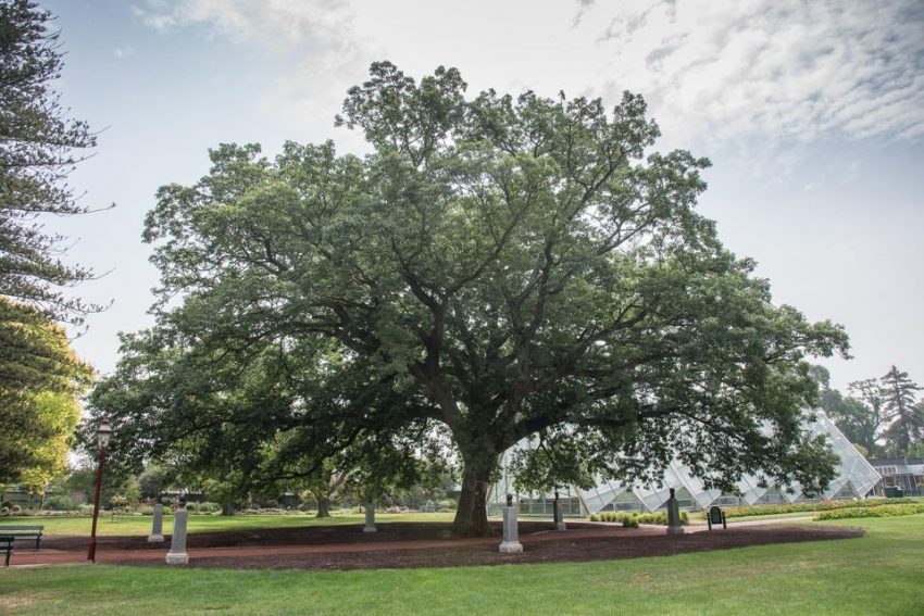 The Definitive List of British Oak Trees & Their History | EHBP