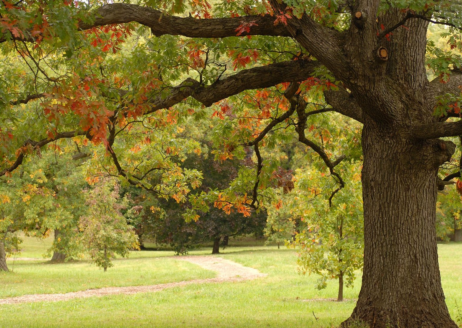 All You Need to Know About Oak Timber | Information & Advice from EHB